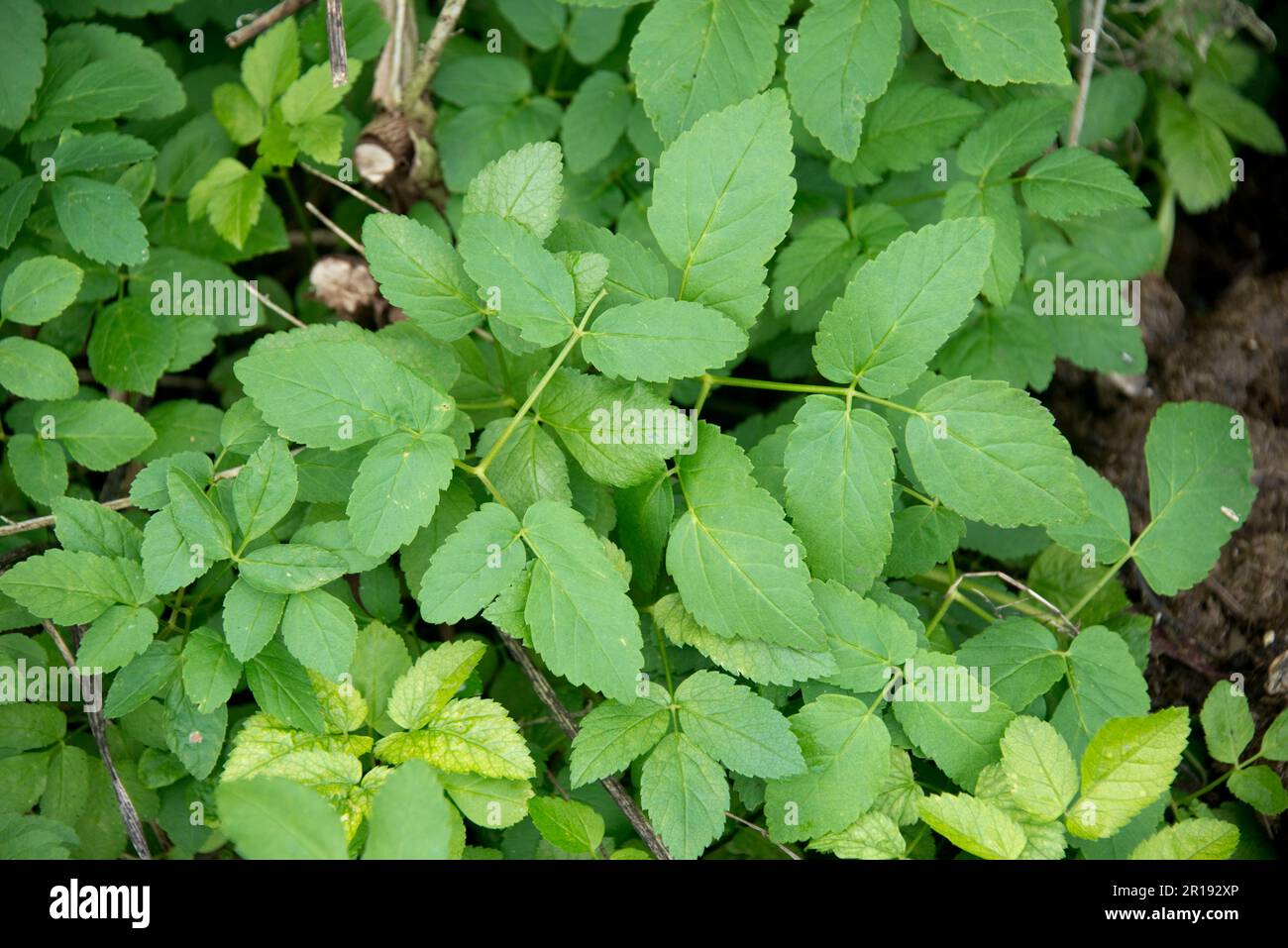 Rhizomaous roots hi-res stock photography and images - Alamy