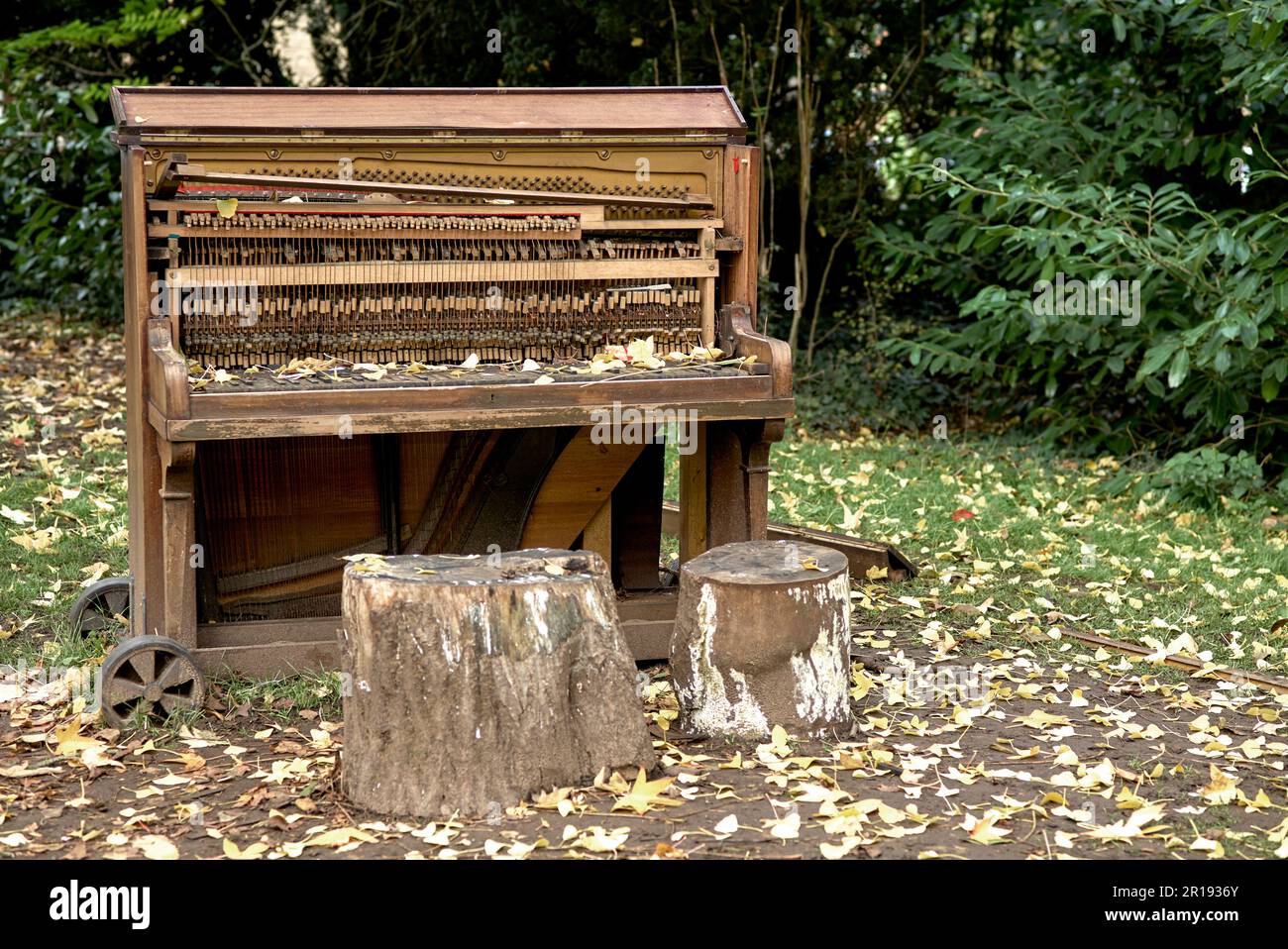 Piano outdoor. Placed in an unusual rural setting with tree stumps ...
