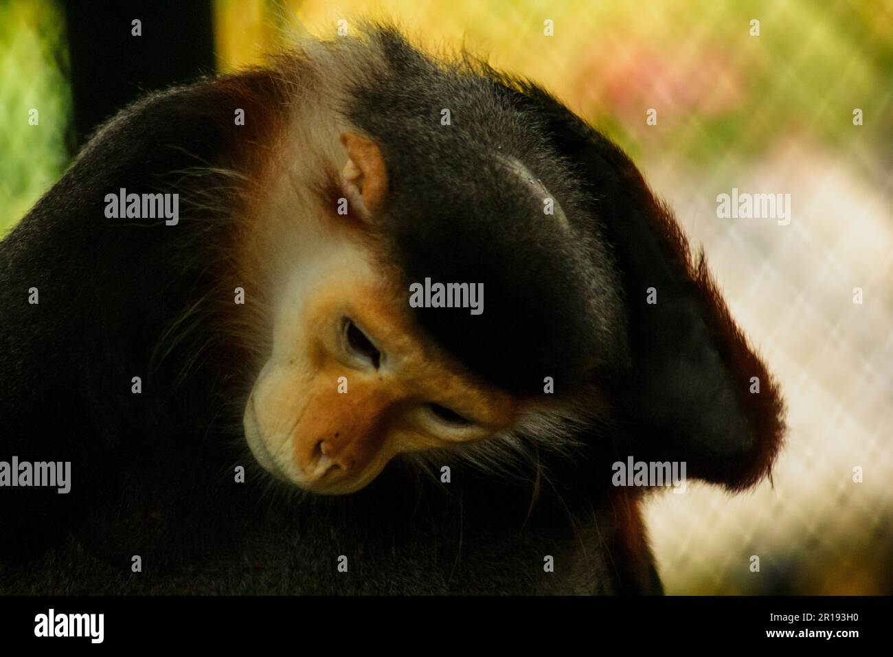 Red shanked douc langur hi-res stock photography and images - Alamy