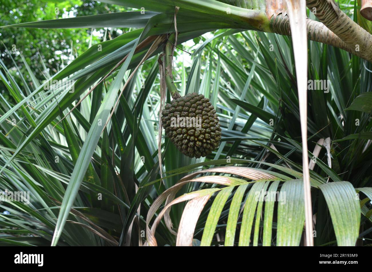 Beautiful pandanus plant with fruits in greenhouse Stock Photo - Alamy