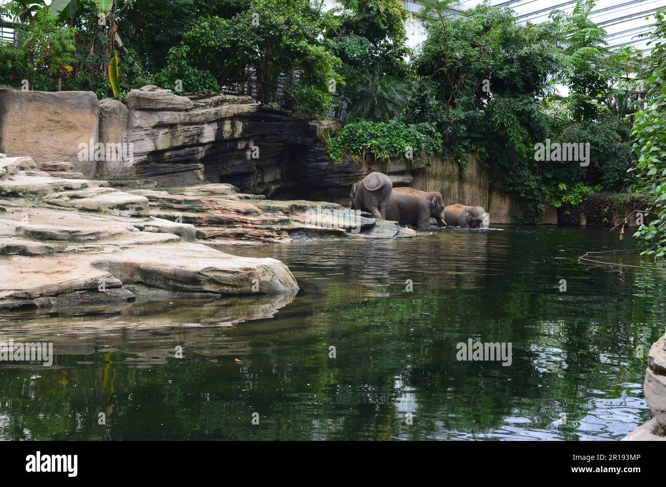 Group of elephants in pool at zoo enclosure Stock Photo - Alamy
