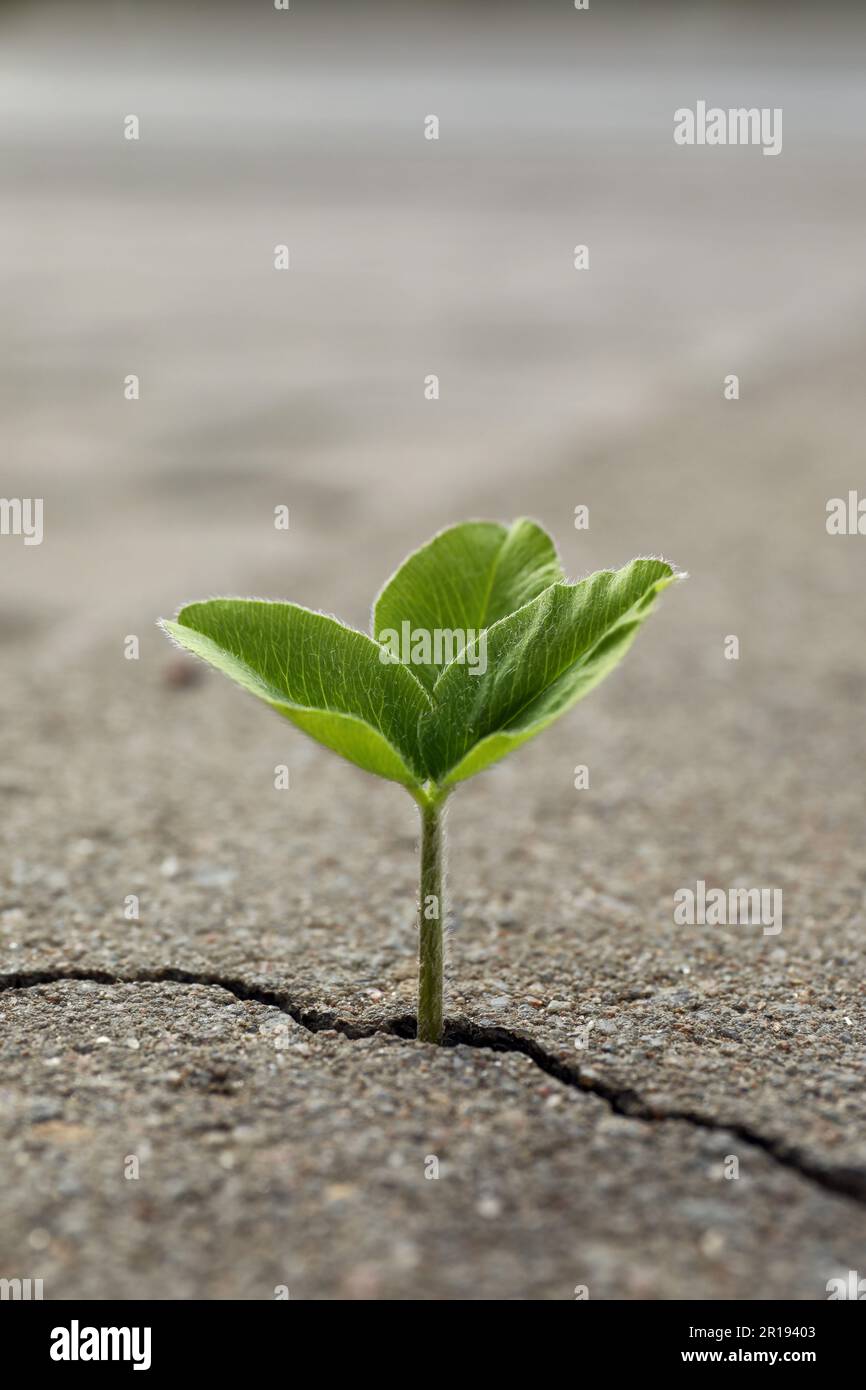 Green seedling growing out of crack in asphalt. Hope concept Stock ...