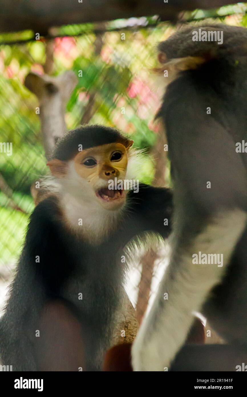 Sad zoo animal portrait hi-res stock photography and images - Alamy