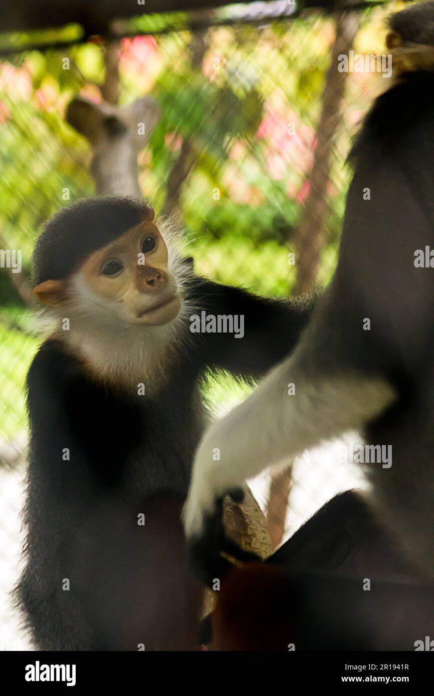 Red-shanked Douc Langur in the zoo Stock Photo - Alamy