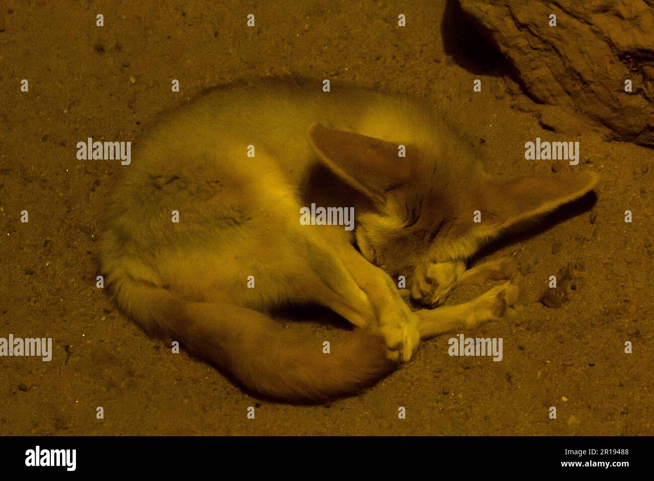 Bat-eared Fox in the zoo is sleeping Stock Photo - Alamy