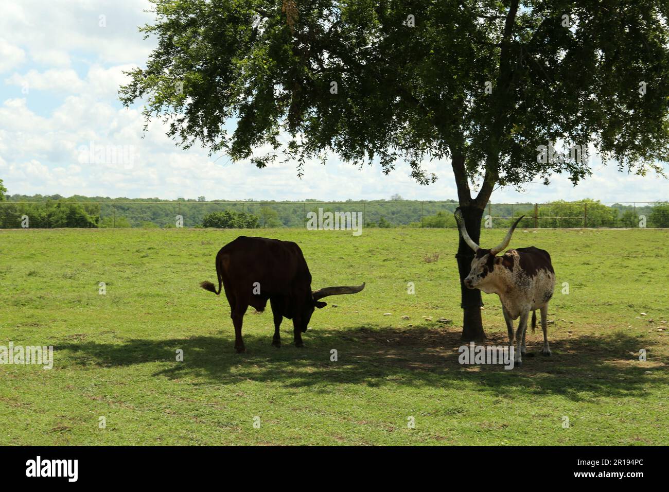 Beautiful Ankole cows near tree in safari park Stock Photo - Alamy