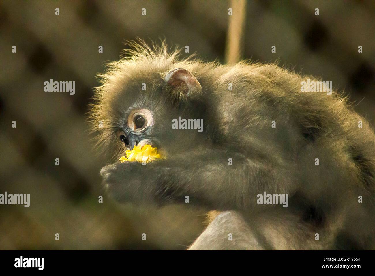 Baby dusky langur leaf hi-res stock photography and images - Alamy