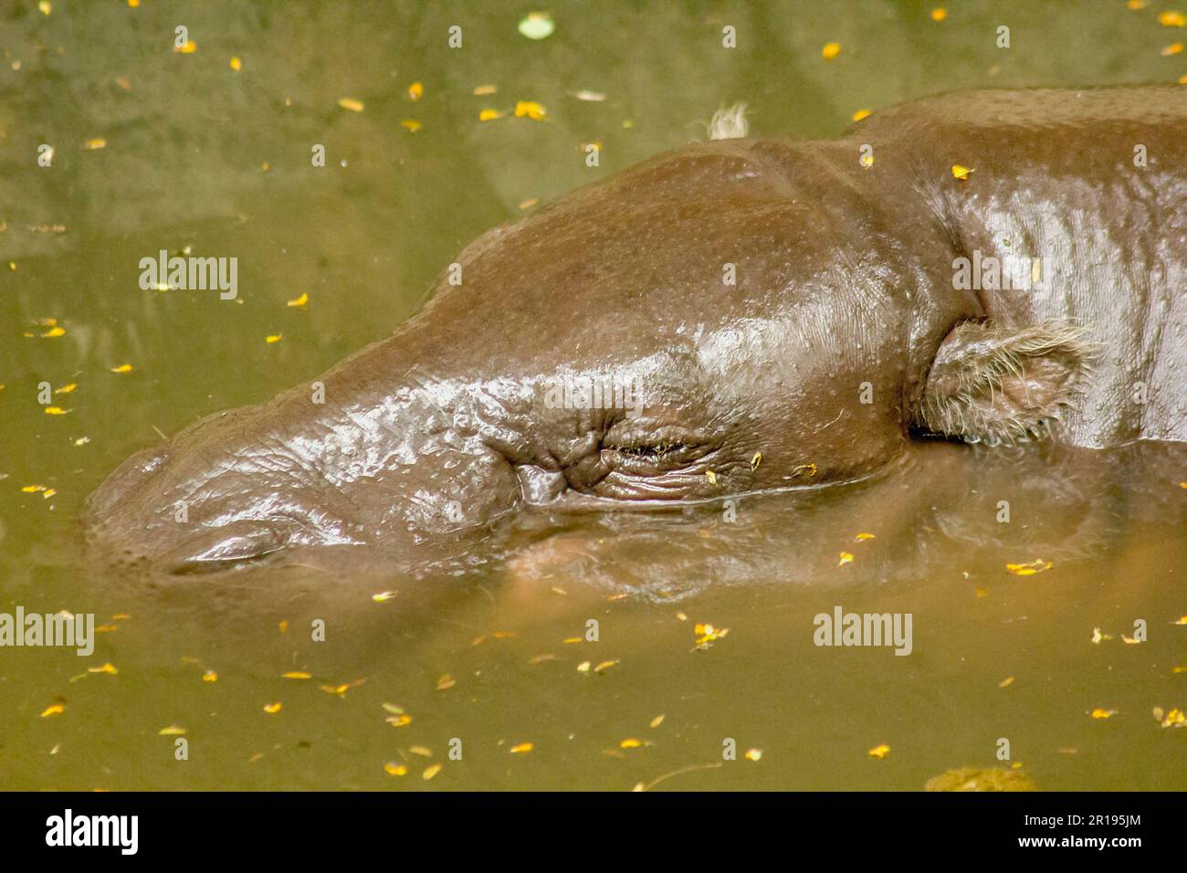 Pygmy hippo in water hi-res stock photography and images - Alamy