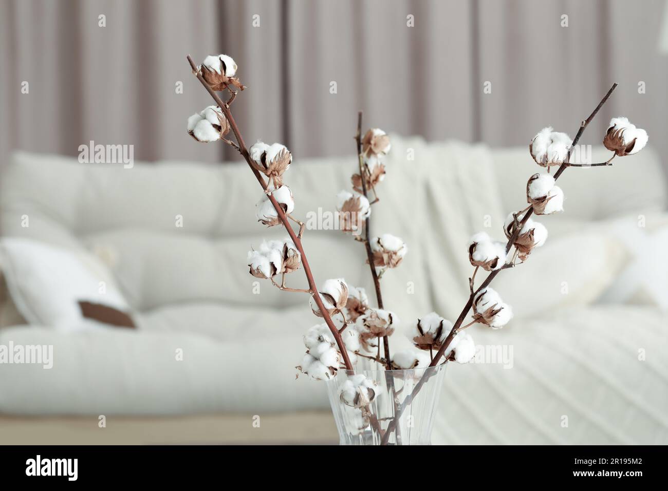 Branches natural cotton in hi-res stock photography and images - Alamy