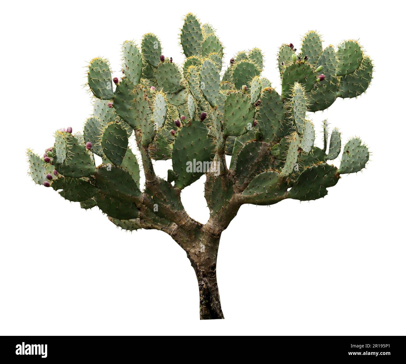 Beautiful background green prickly Cut Out Stock Images & Pictures - Alamy