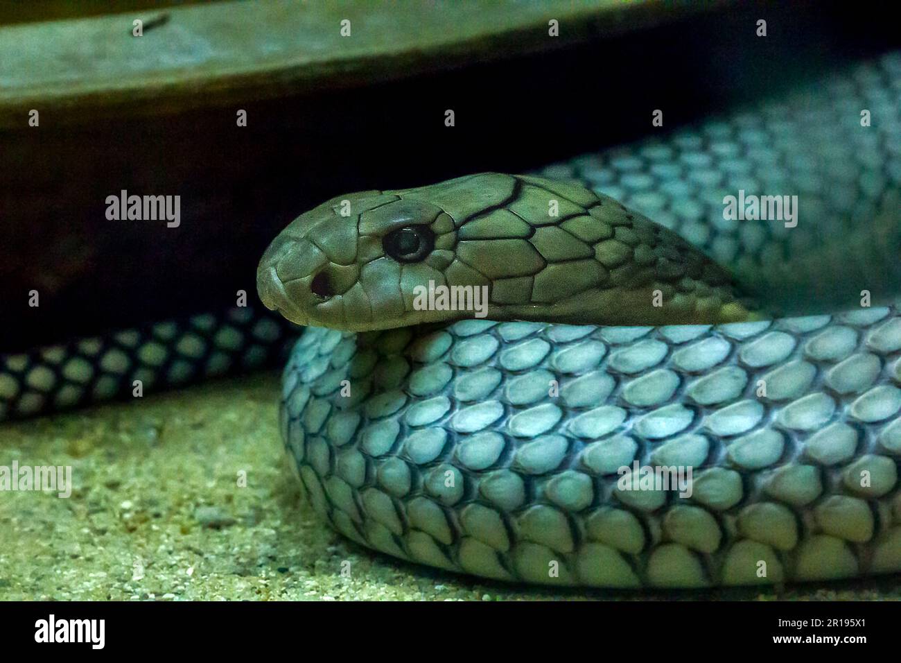 World largest snake hi-res stock photography and images - Alamy
