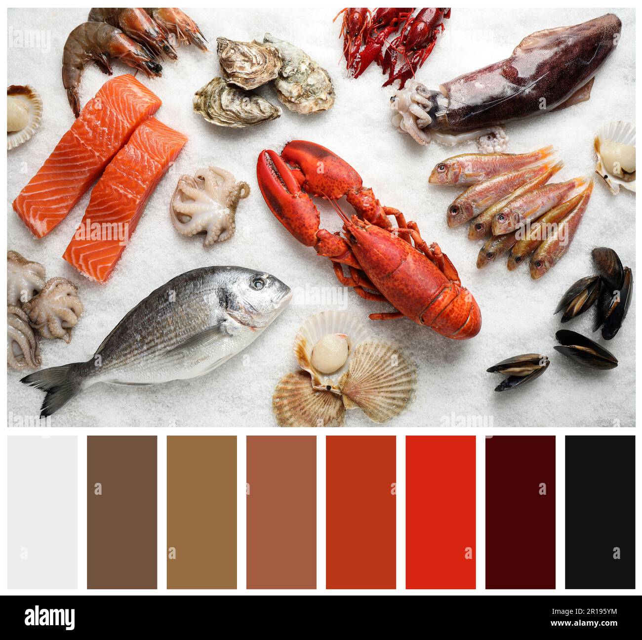 Top view of fresh fish and seafood on ice and color palette. Collage ...