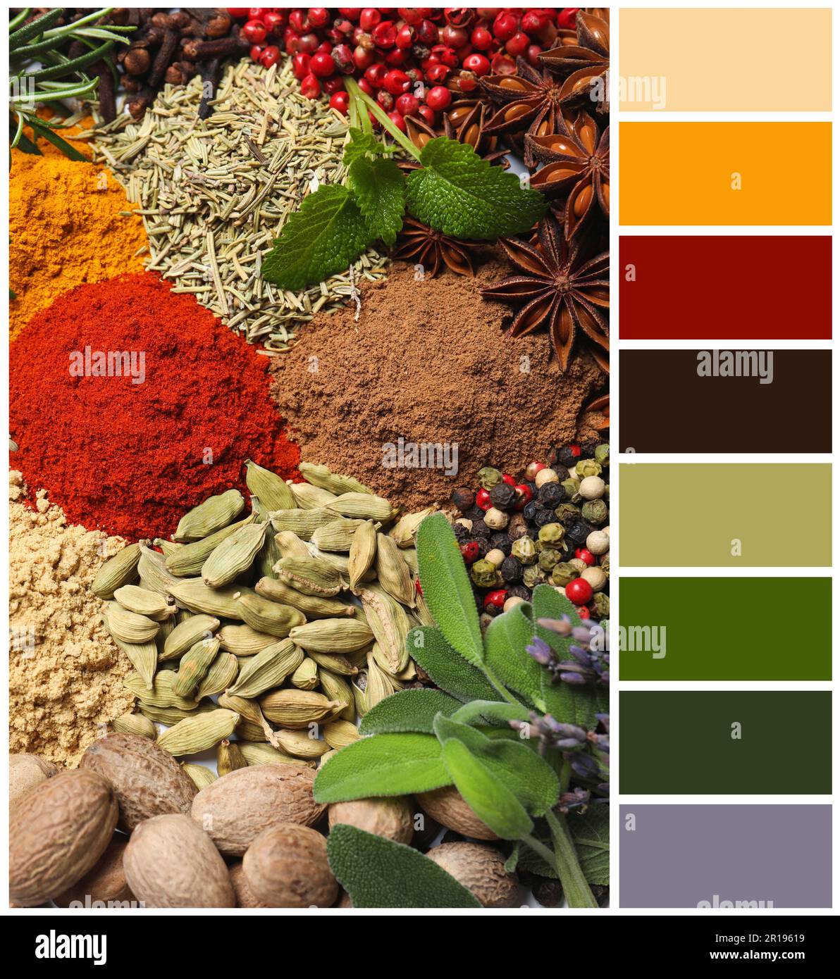 Different fresh herbs with aromatic spices and color palette. Collage ...