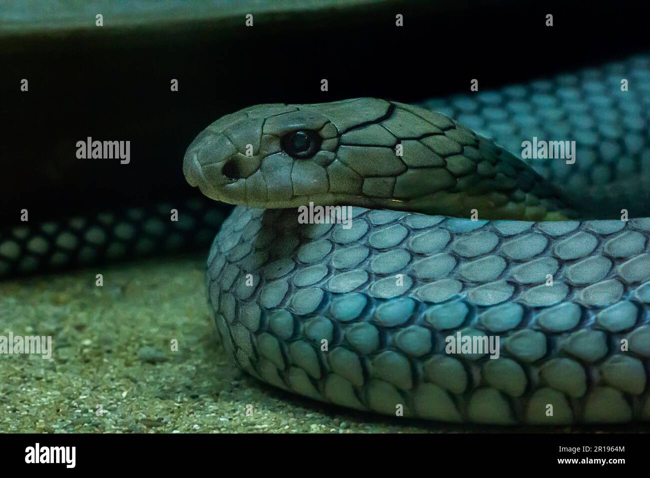 King Cobra's eyes are the largest snake in the world. Rounded head Have ...