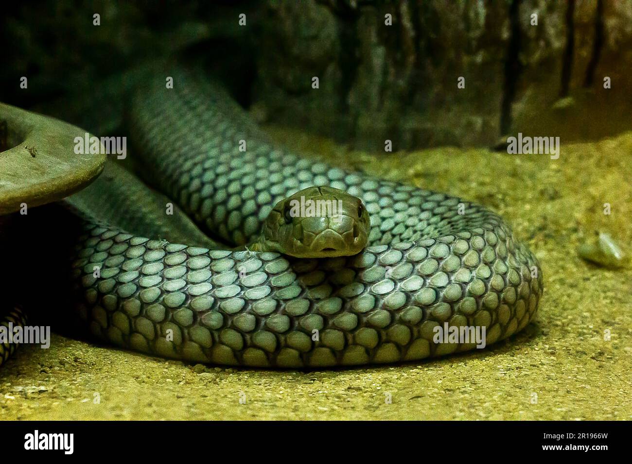 King Cobra's eyes are the largest snake in the world. Rounded head Have ...