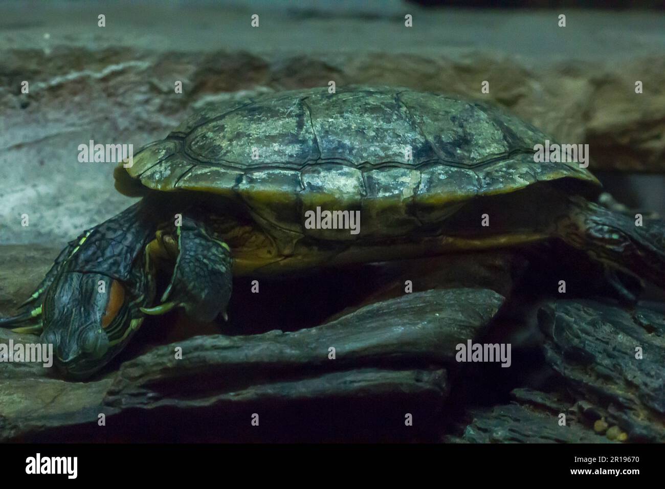 Basking red eared sliders hi-res stock photography and images - Alamy