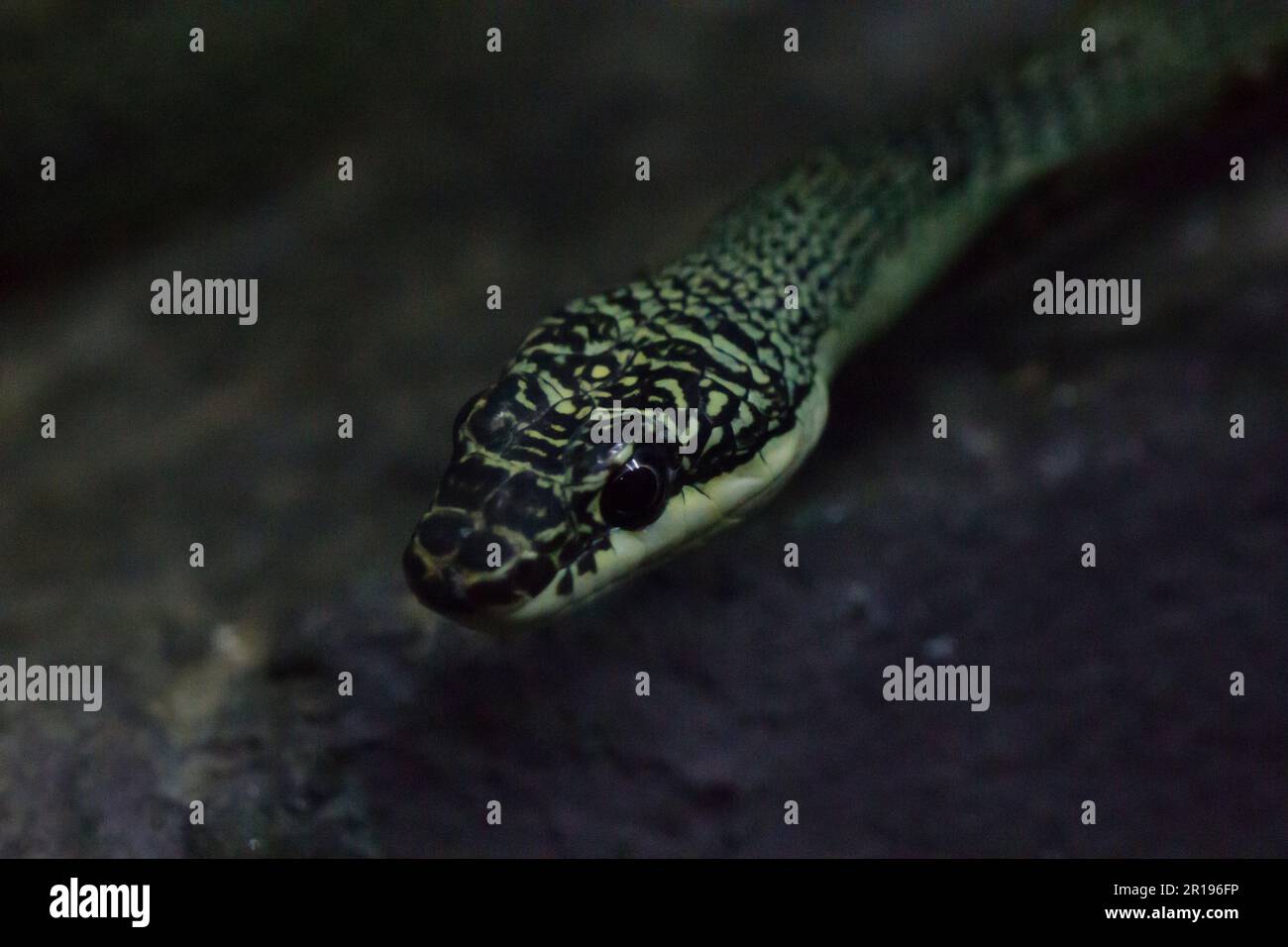 Colorful snake head hi-res stock photography and images - Alamy