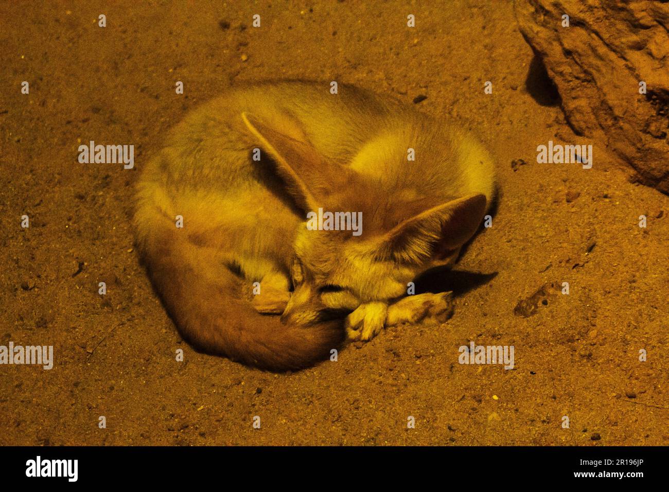 Bat-eared Fox in the zoo is sleeping Stock Photo - Alamy