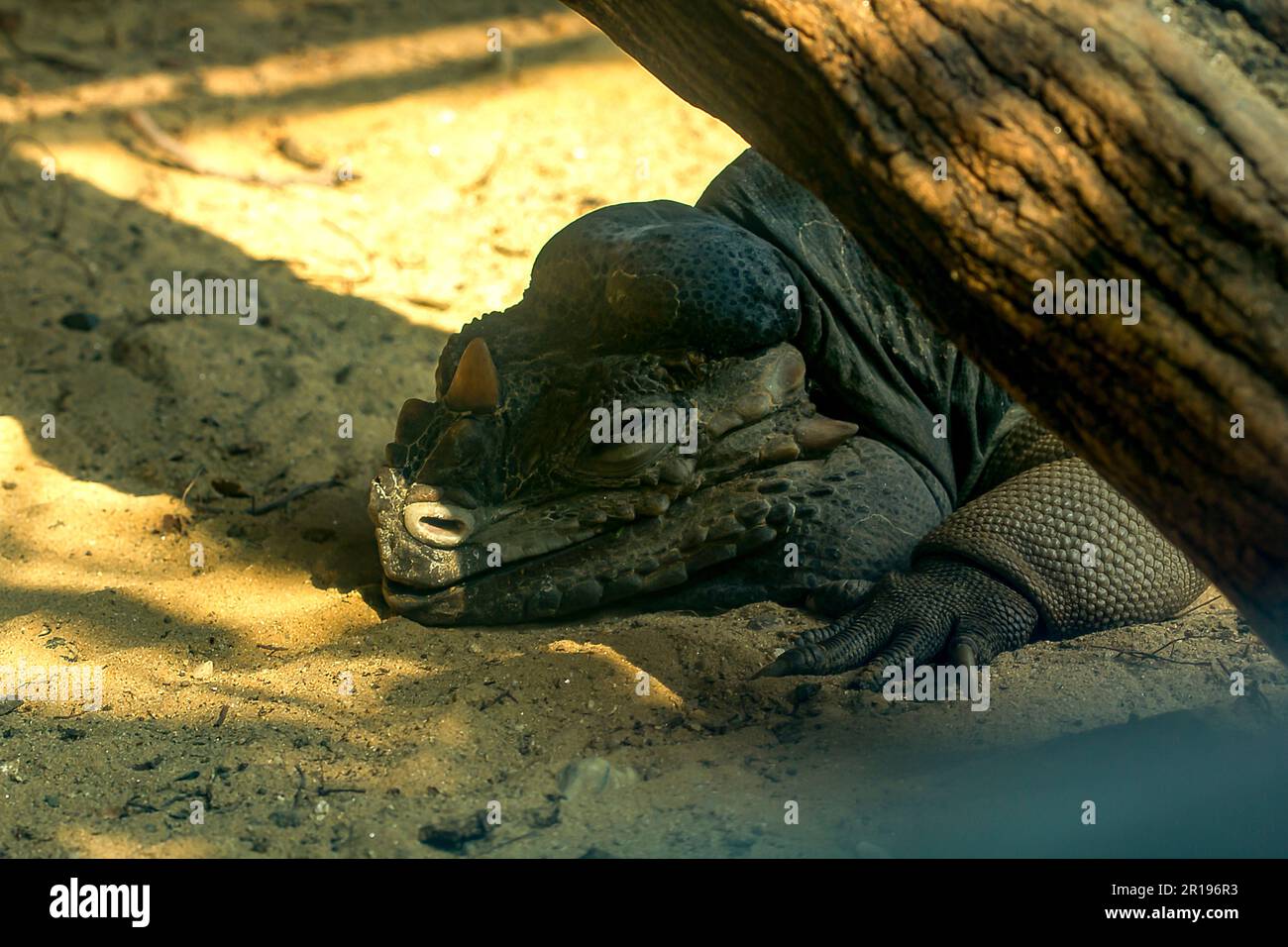 Rhino horned lizard hi-res stock photography and images - Alamy
