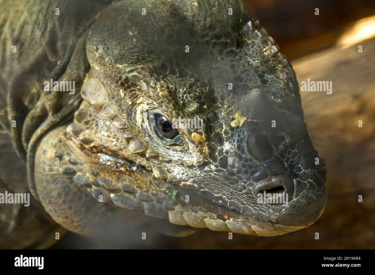 Iguana dominican republic fauna hi-res stock photography and images - Alamy
