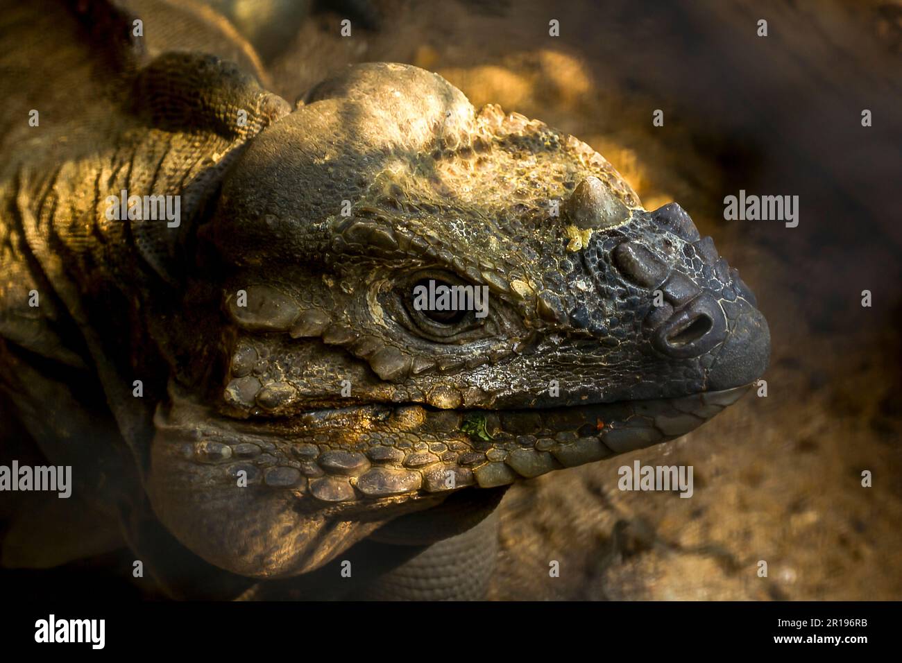 Rhinoceros iguana, Horned ground iguana is a reptile Iguana Stock Photo ...