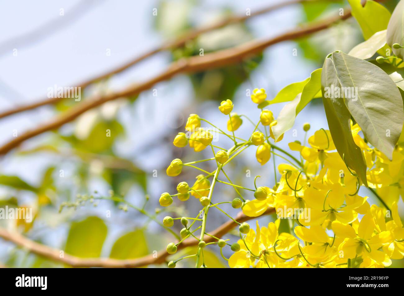 Golden shower , Cassia fistula or pudding pipe tree or yellow flower and sky background Stock ...