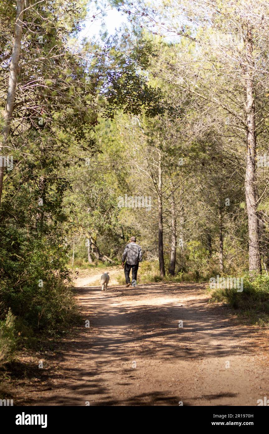 shepherd dressed in a checkered shirt walking with a young sheep along ...