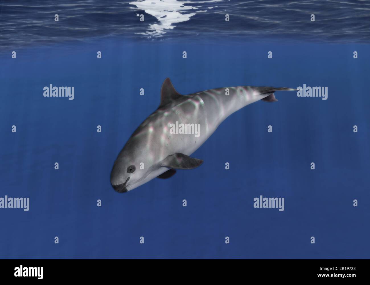 Vaquita porpoise phocoena sinus hi-res stock photography and images - Alamy