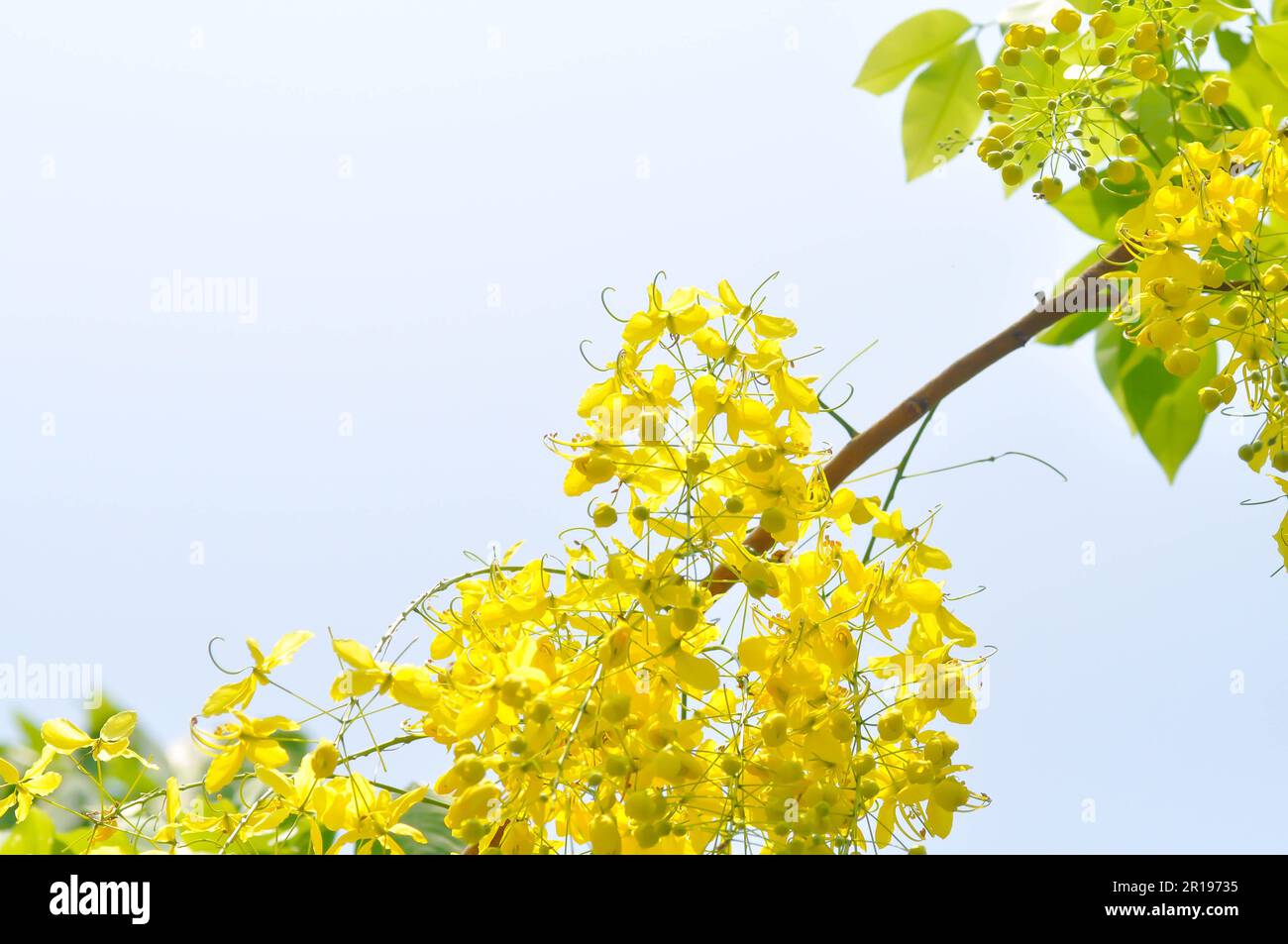 Golden shower , Cassia fistula or pudding pipe tree or yellow flower and sky background Stock ...