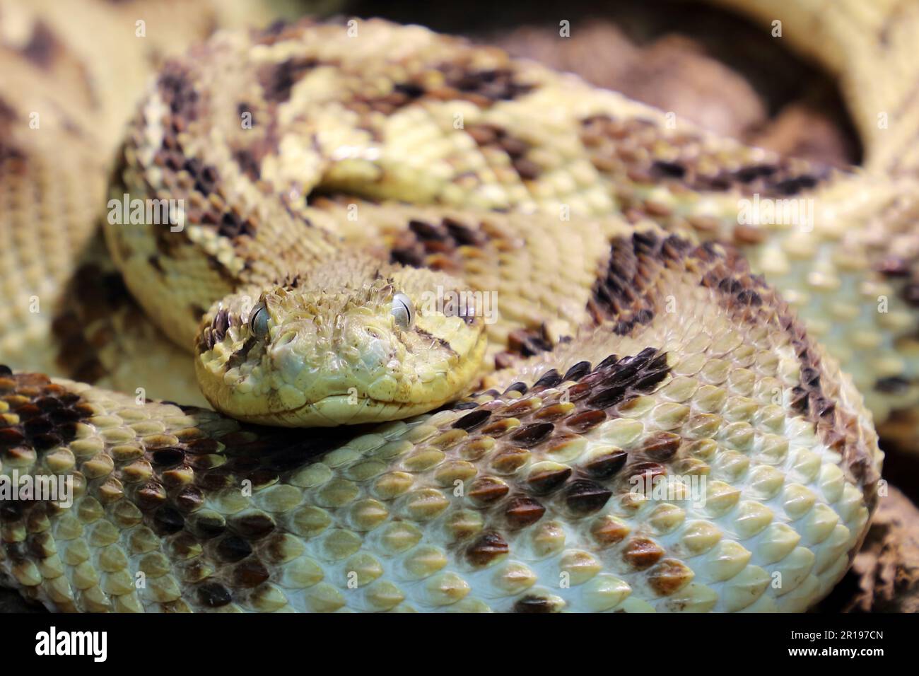 Puffotter / Puff adder / Bitis arietans Stock Photo - Alamy