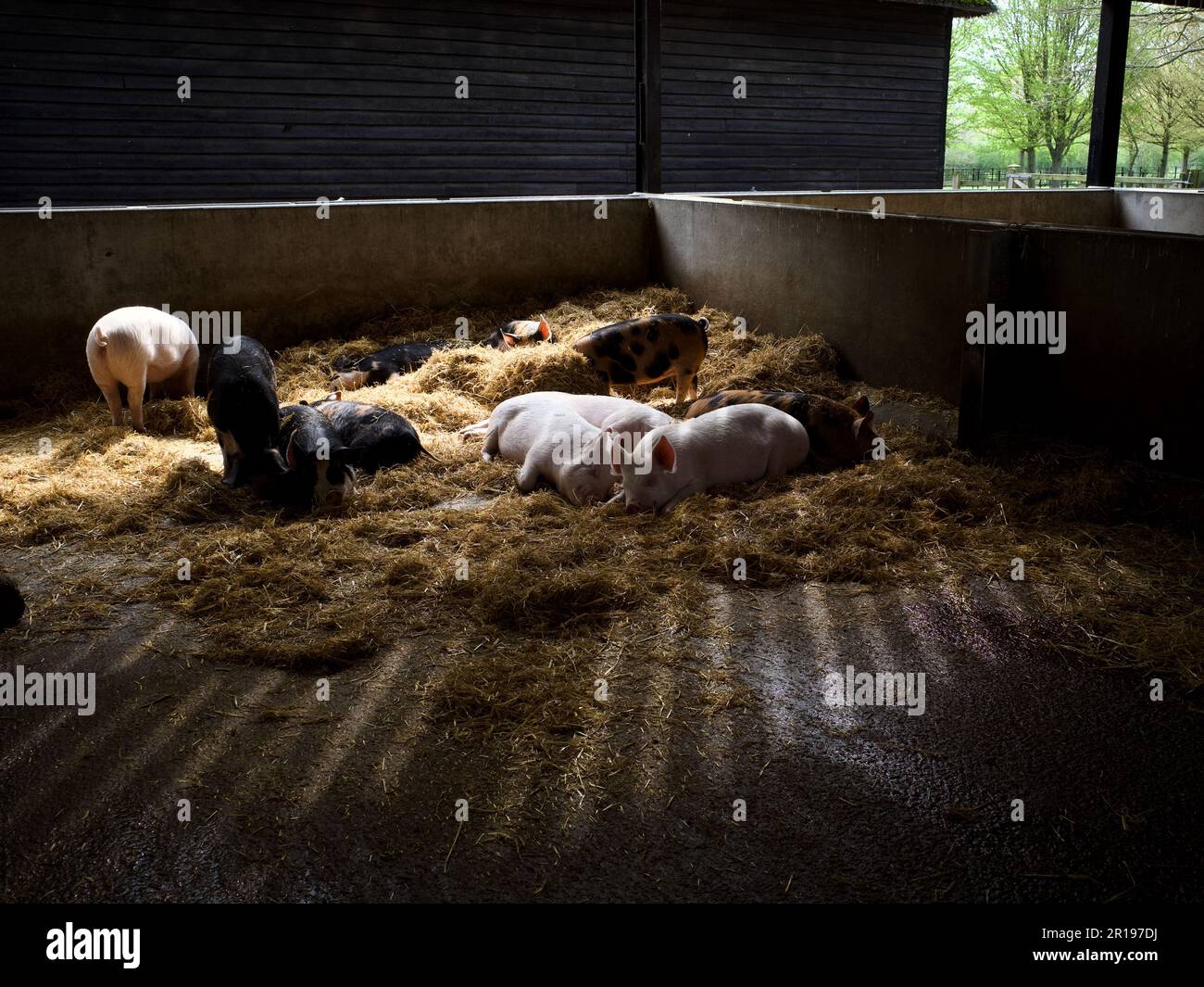 A group of pigs sleeping in a farm on a pile of hay bales Stock Photo ...