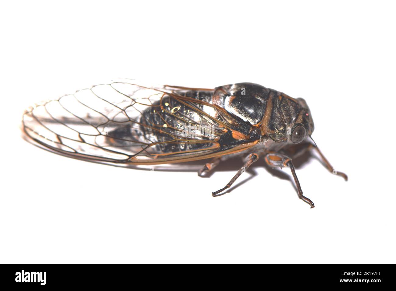 Common cicada (Lyristes plebejus) in South of France, white background ...