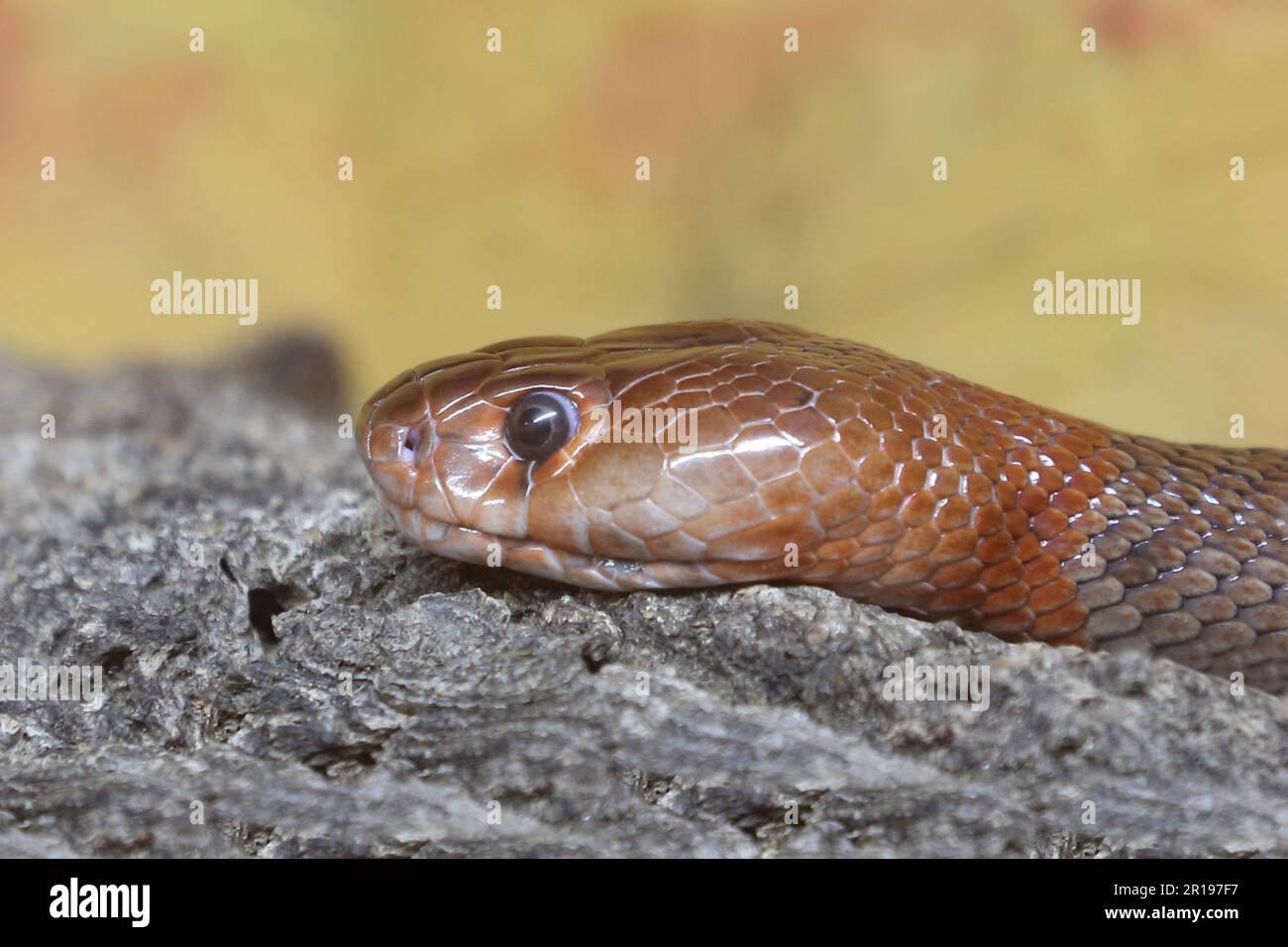 Red spitting cobras hi-res stock photography and images - Alamy