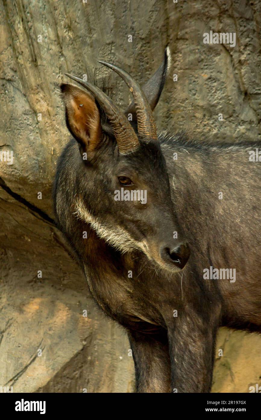Serow thailand hi-res stock photography and images - Alamy