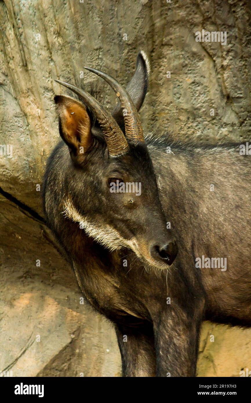 Serow thailand hi-res stock photography and images - Alamy