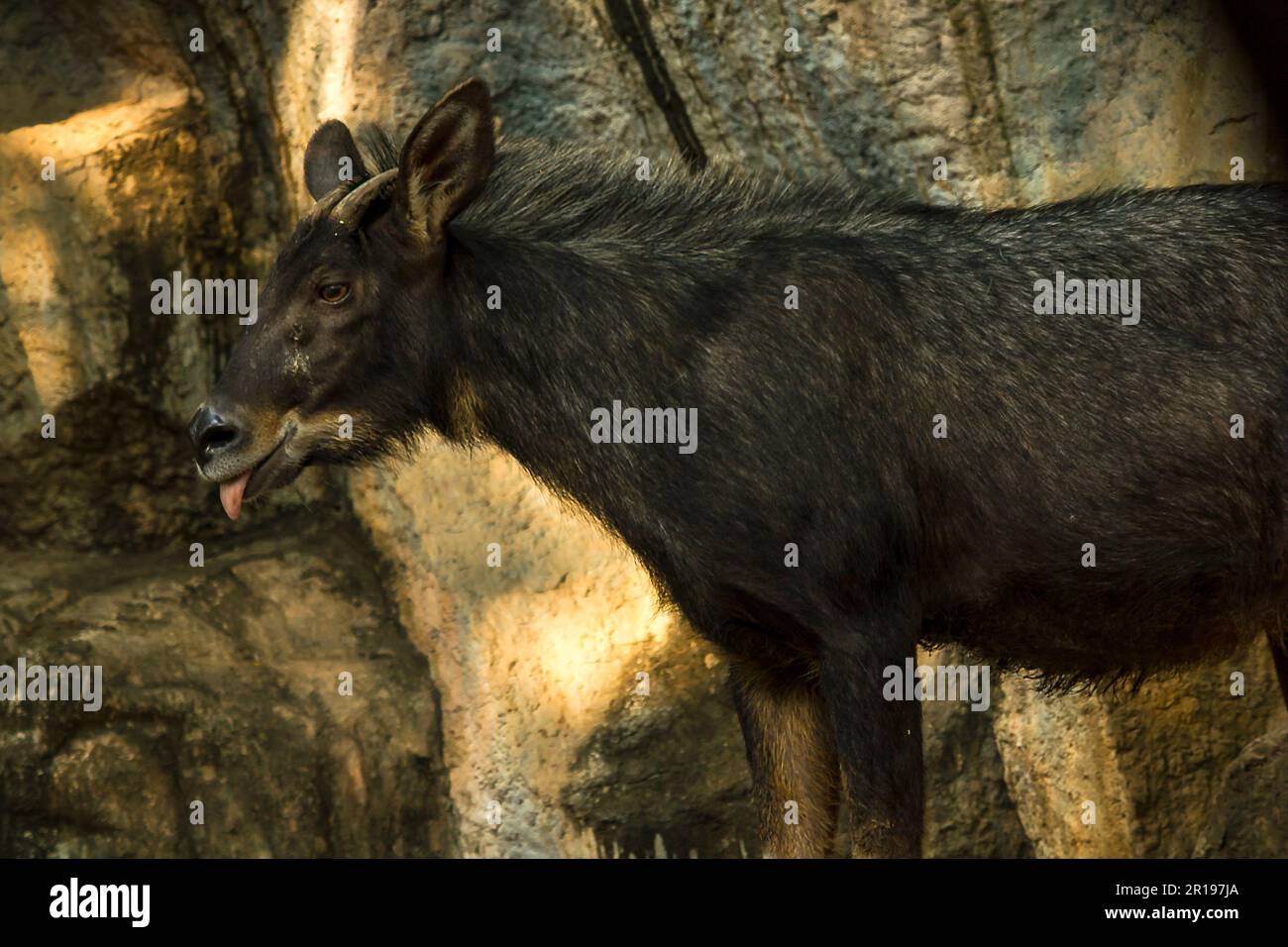 Serow thailand hi-res stock photography and images - Alamy