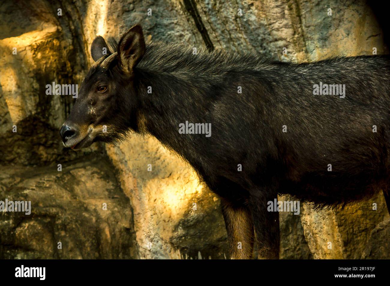 Serow thailand hi-res stock photography and images - Alamy