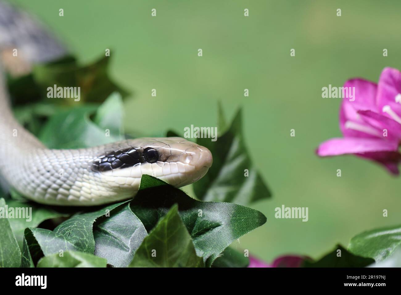 Cave rat snake hi-res stock photography and images - Alamy