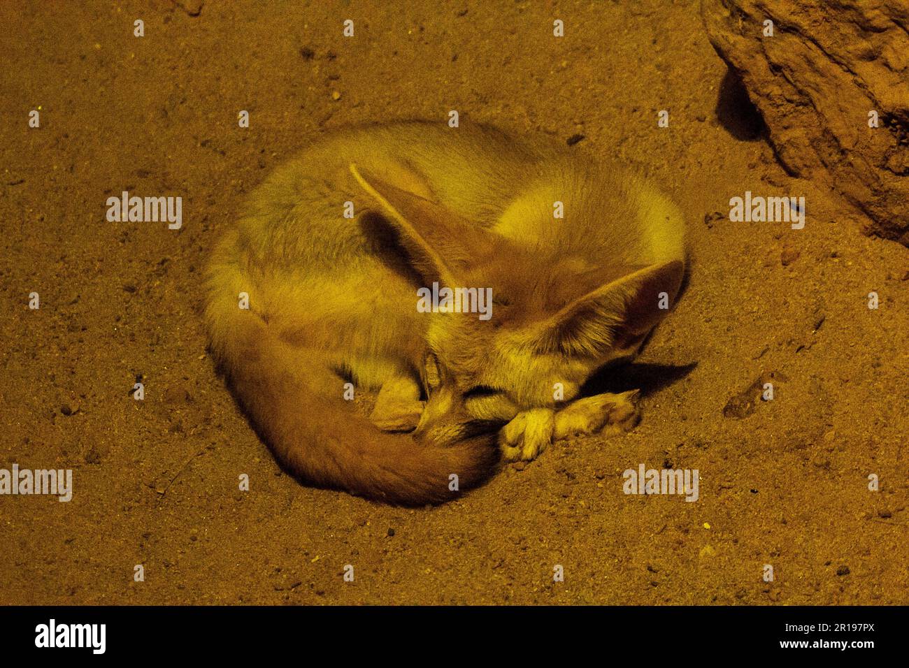 Bat-eared Fox in the zoo is sleeping Stock Photo - Alamy