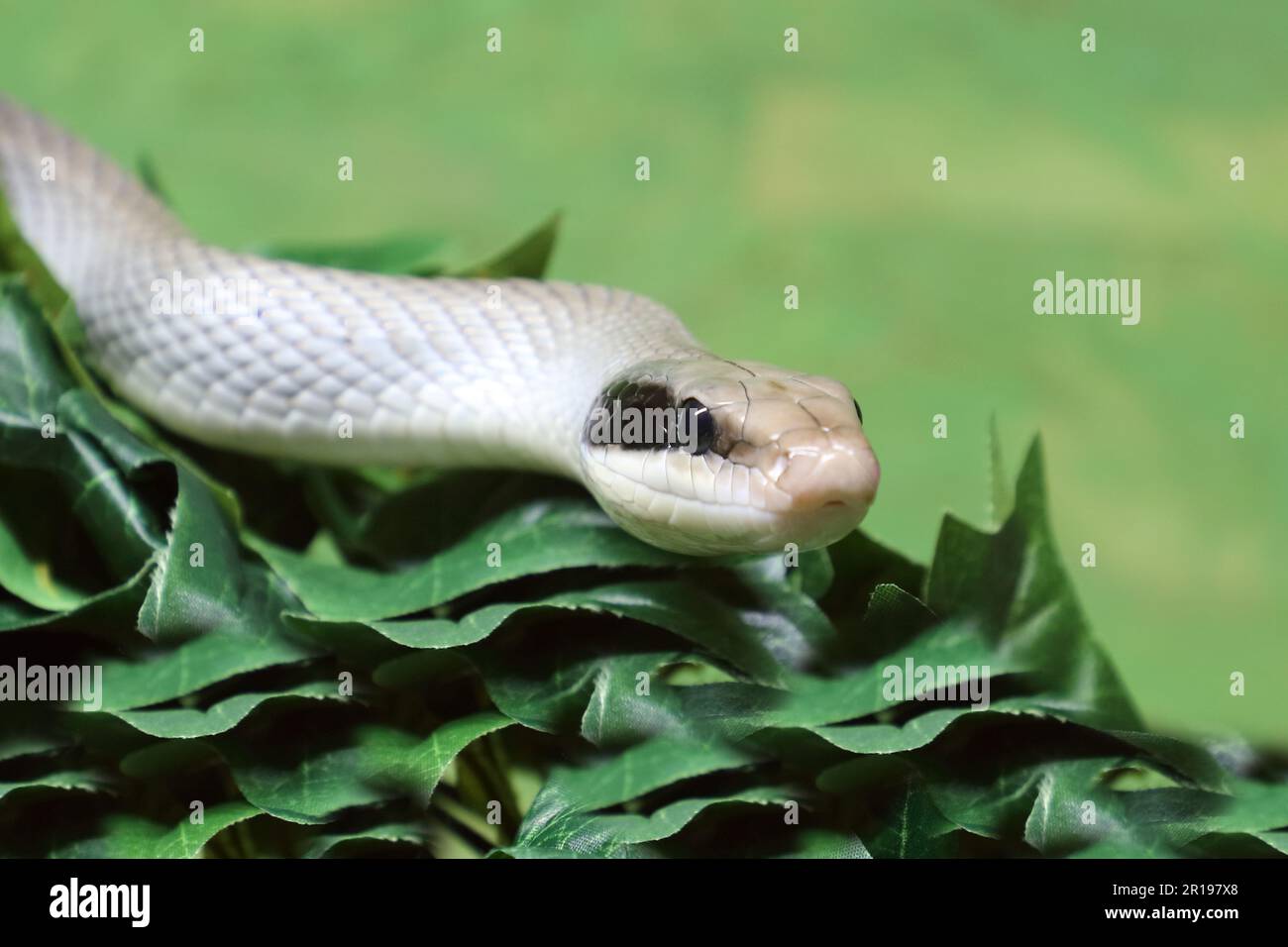 Cave rat snake hi-res stock photography and images - Alamy