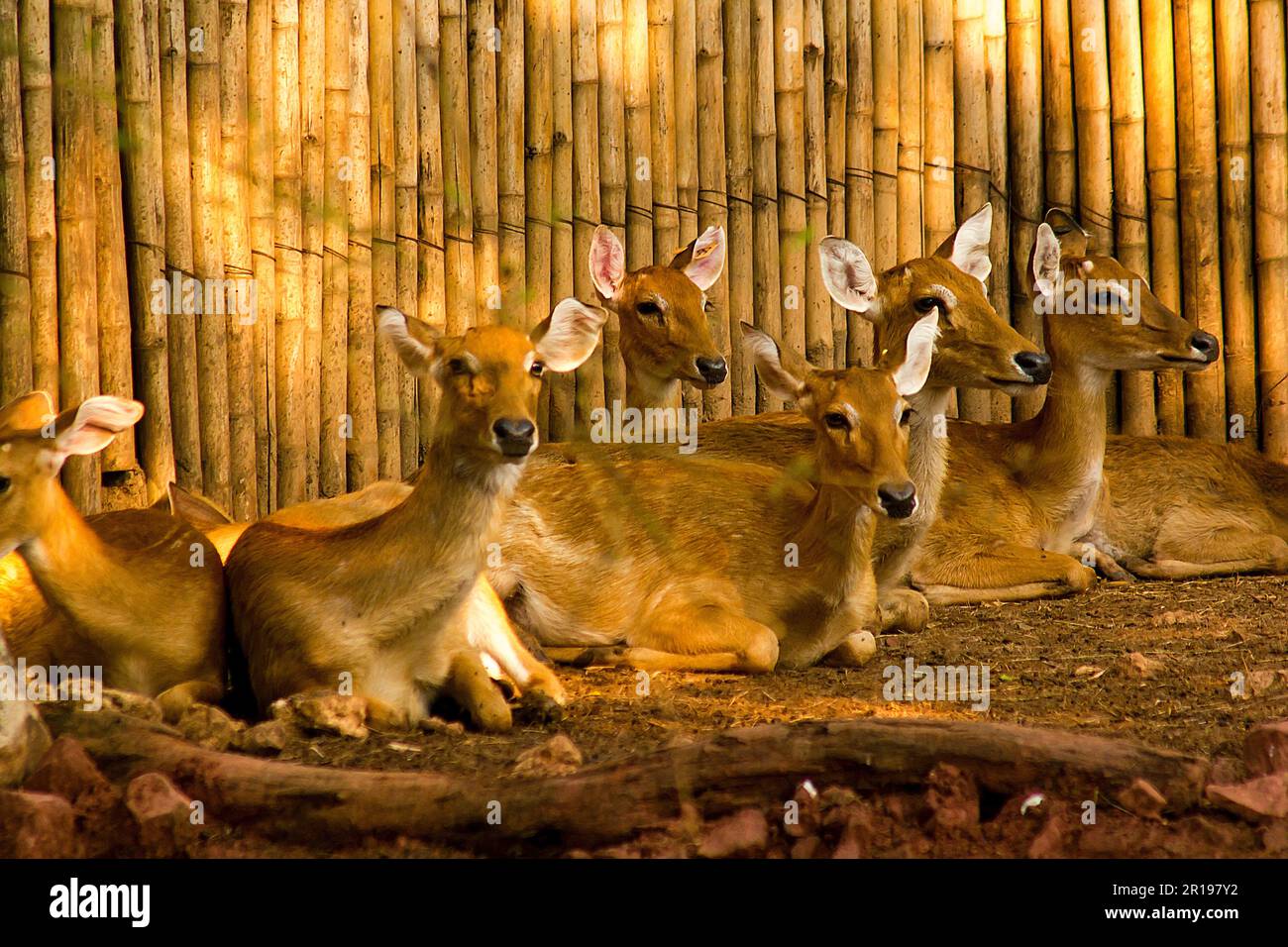 Spotted Deer in the Zoo Stock Photo - Alamy