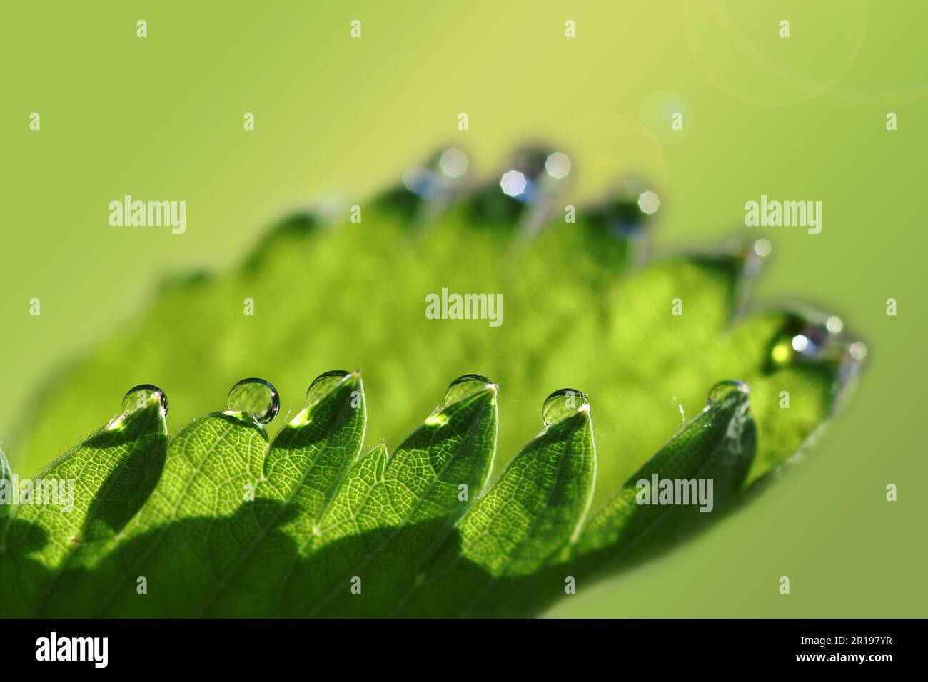 Morning green leaf hi-res stock photography and images - Alamy
