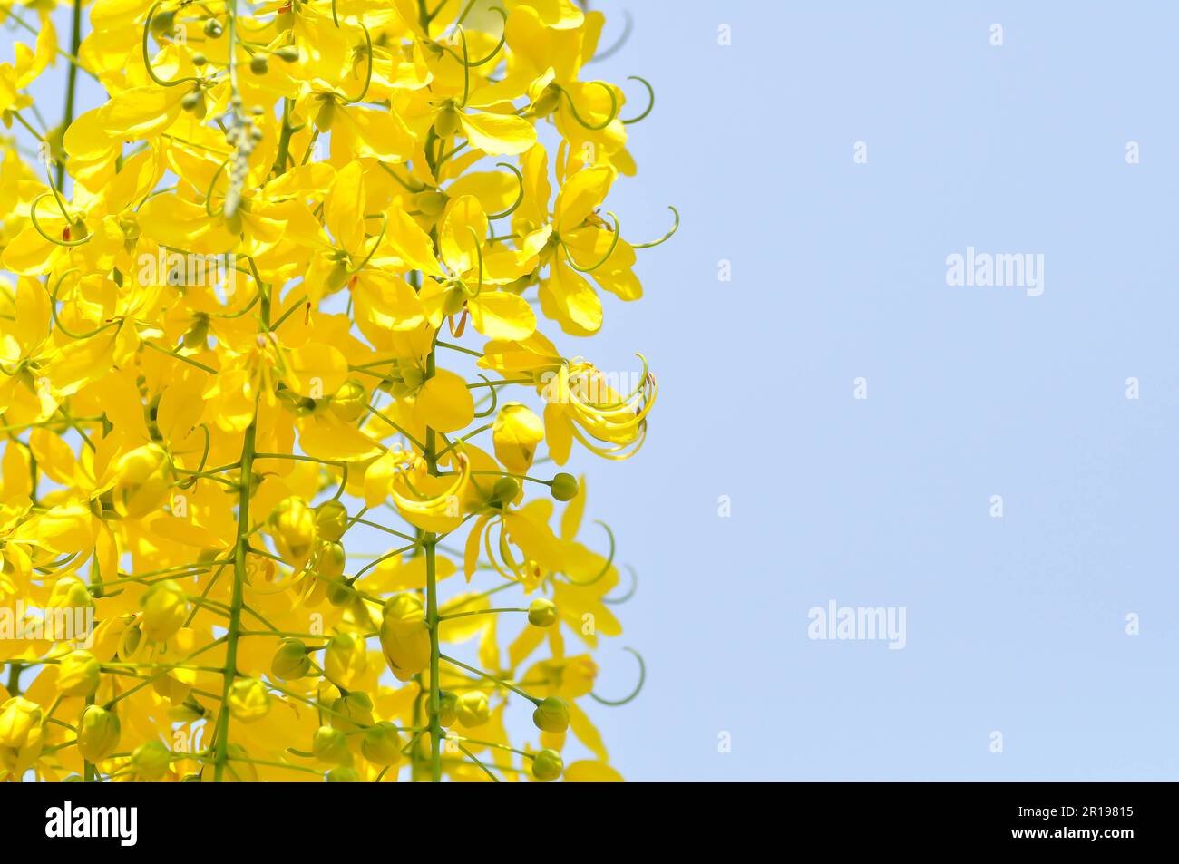 Golden shower , Cassia fistula or pudding pipe tree or yellow flower and sky background Stock ...