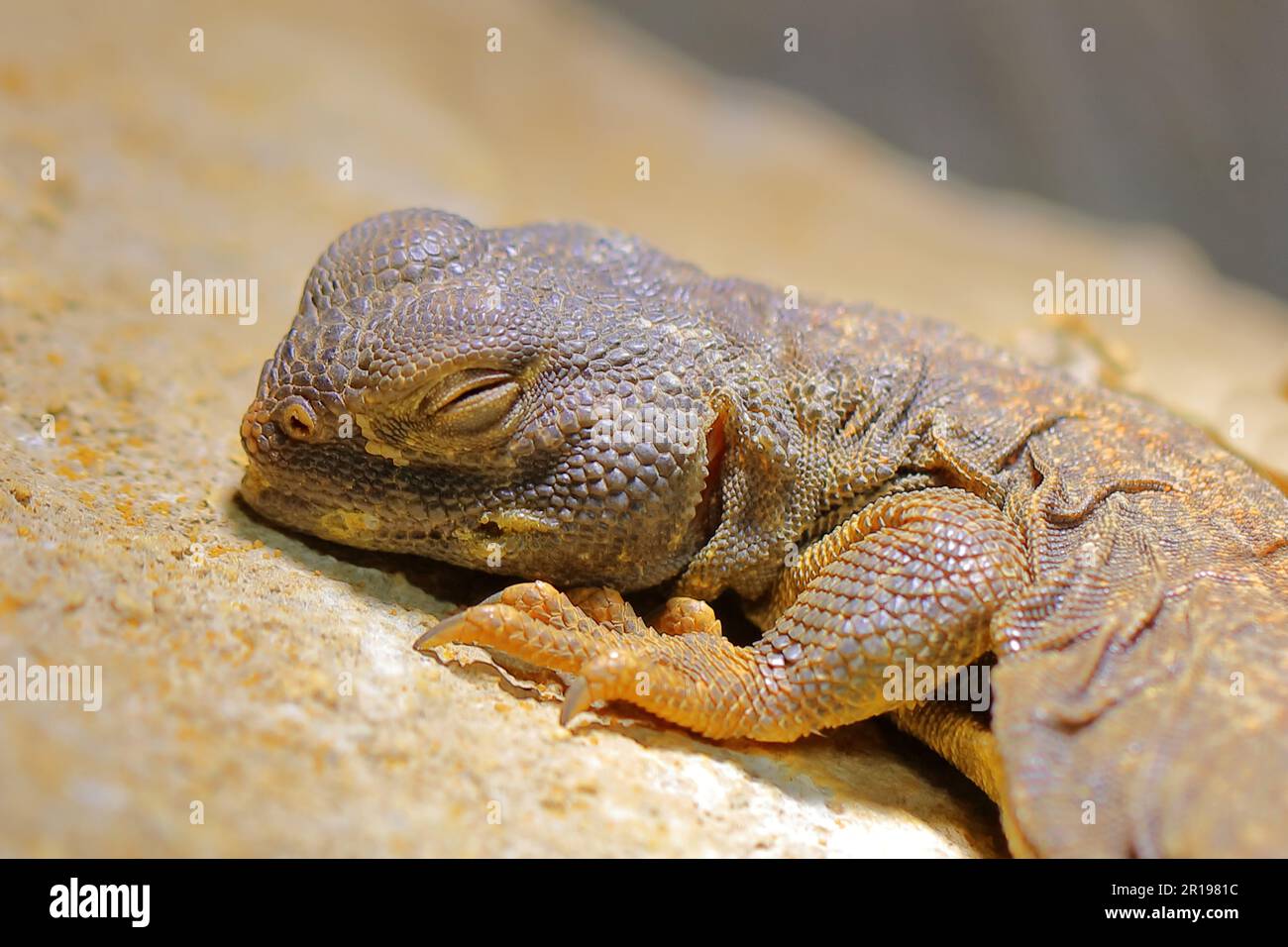 Uromastyx dispar flavifasciata hi-res stock photography and images - Alamy