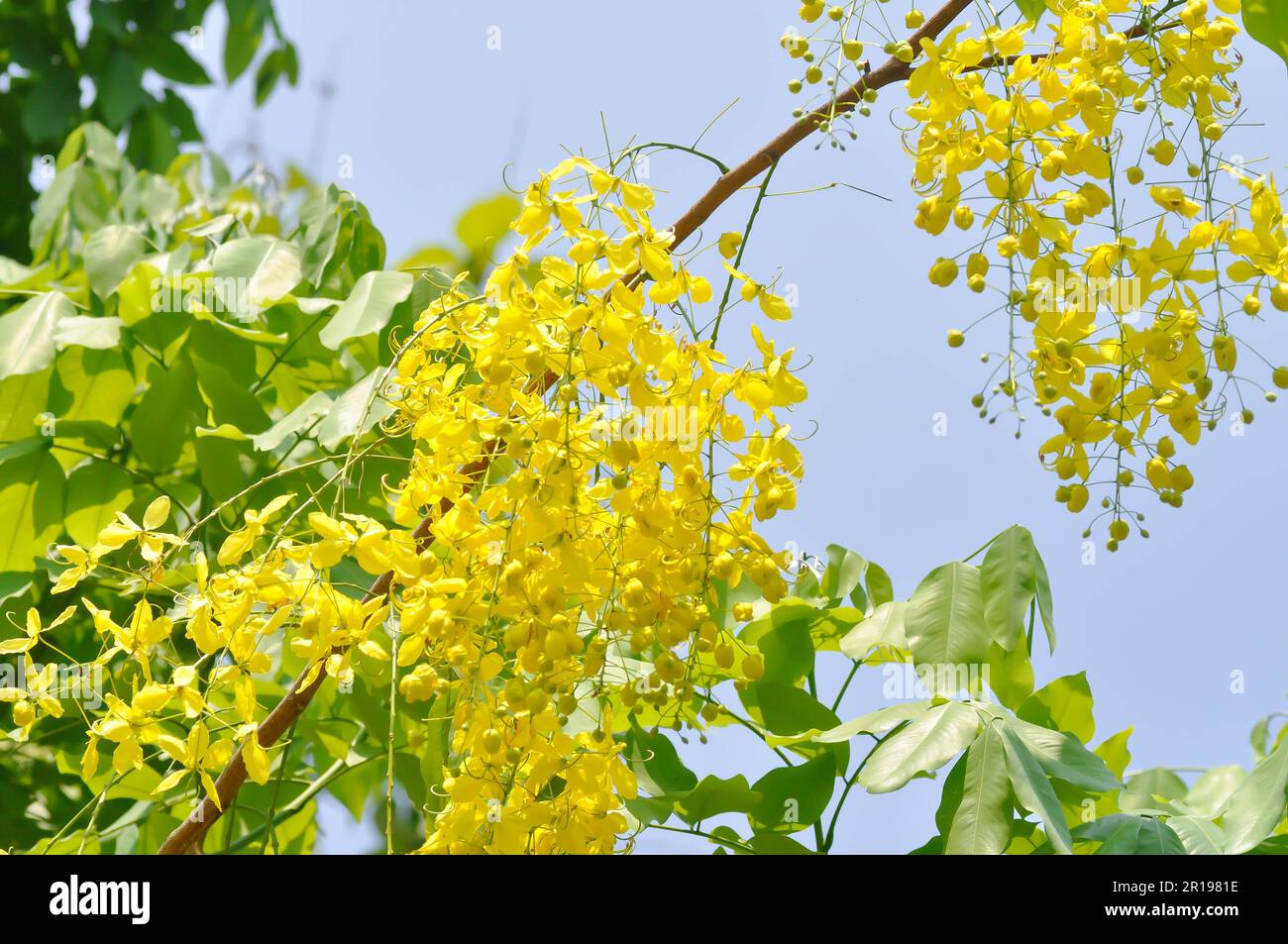 Golden shower , Cassia fistula or pudding pipe tree or yellow flower and sky background Stock ...