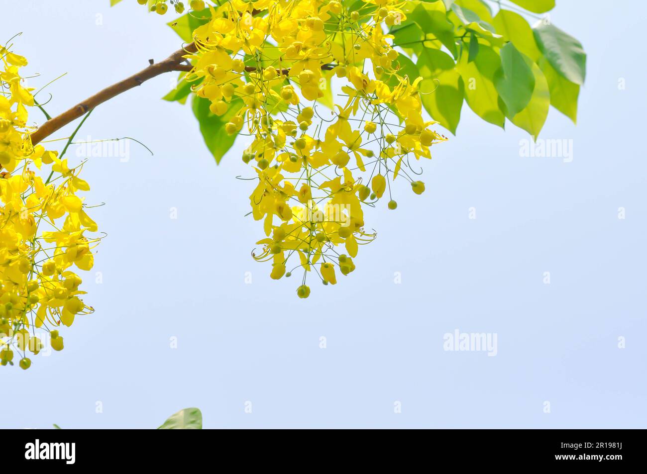 Golden shower , Cassia fistula or pudding pipe tree or yellow flower and sky background Stock ...
