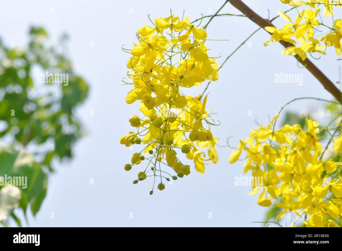Golden shower , Cassia fistula or pudding pipe tree or yellow flower and sky background Stock ...