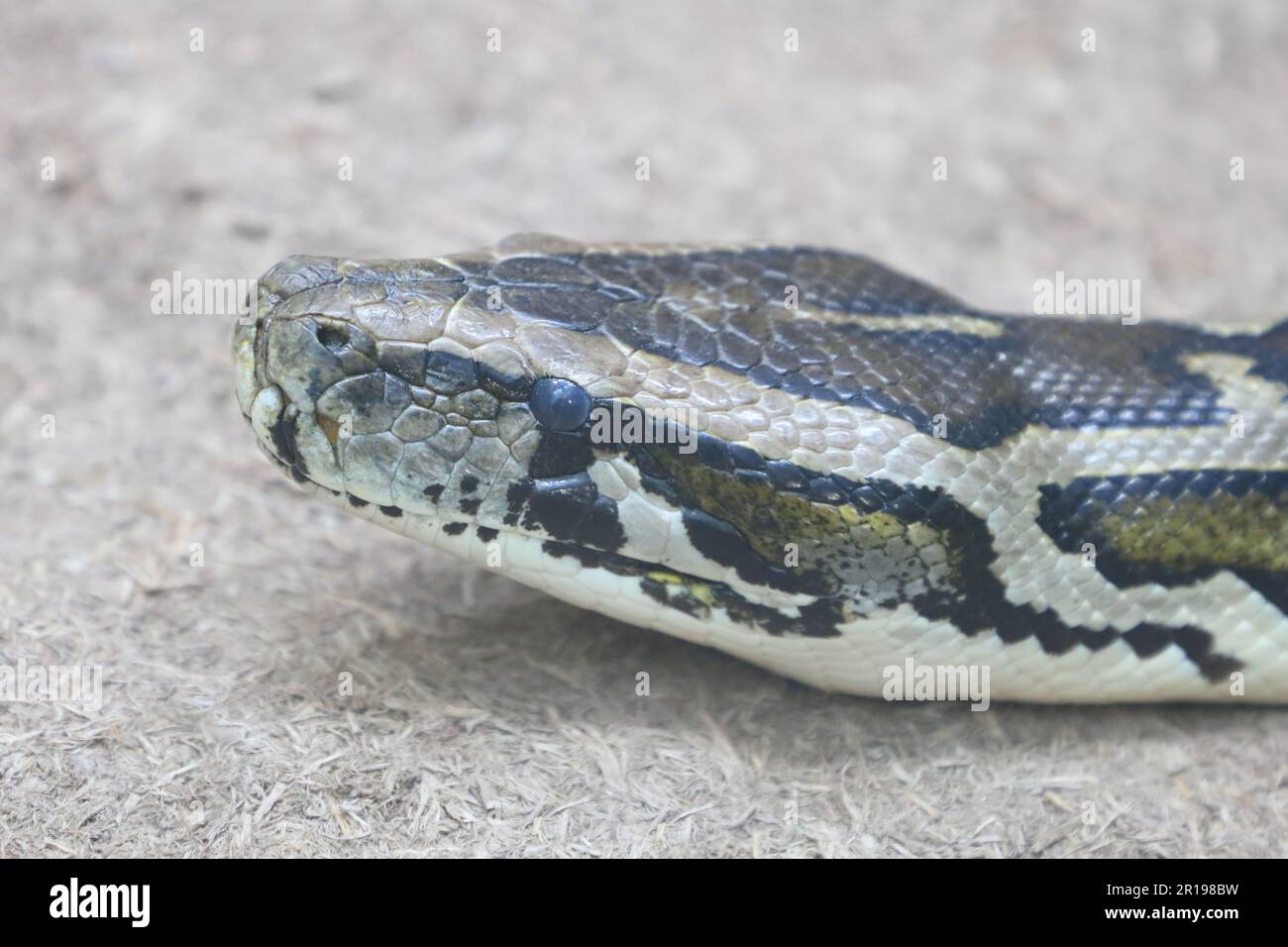 Dunkler Tigerpython / Burmese python / Python molurus bivittatus Stock ...