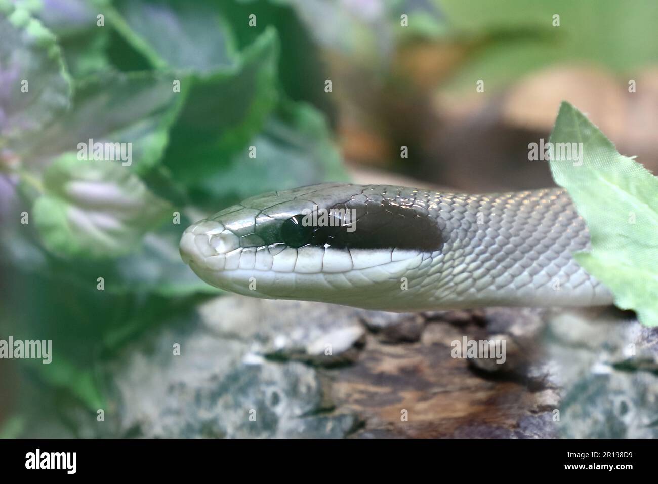 Cave rat snake hi-res stock photography and images - Alamy