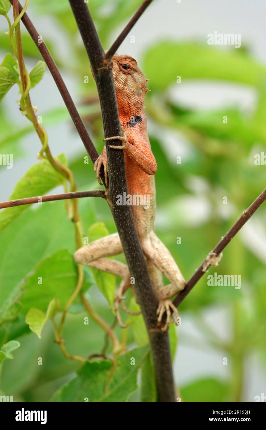 A close-up photo of a small red lizard perched atop a tree branch Stock ...
